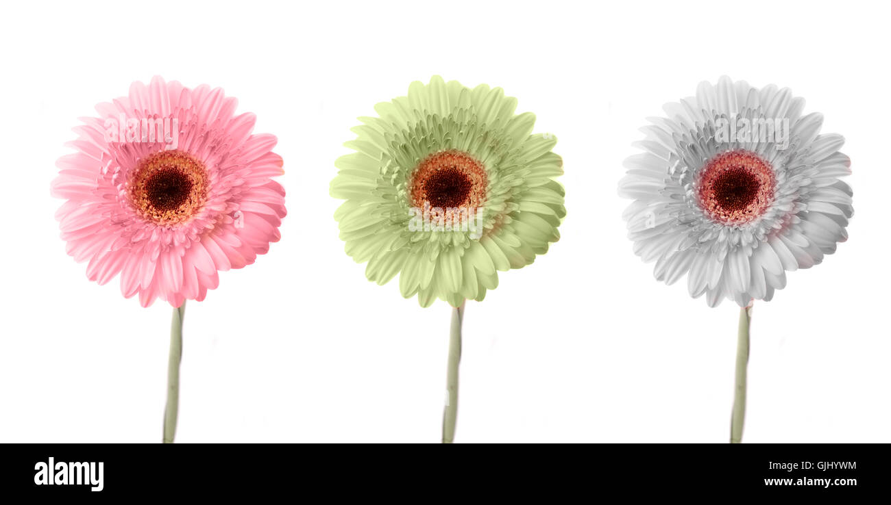 colour flower plant Stock Photo - Alamy