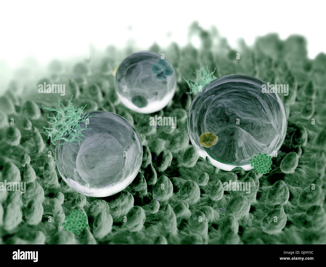 Microscopic view leaf hi-res stock photography and images - Alamy