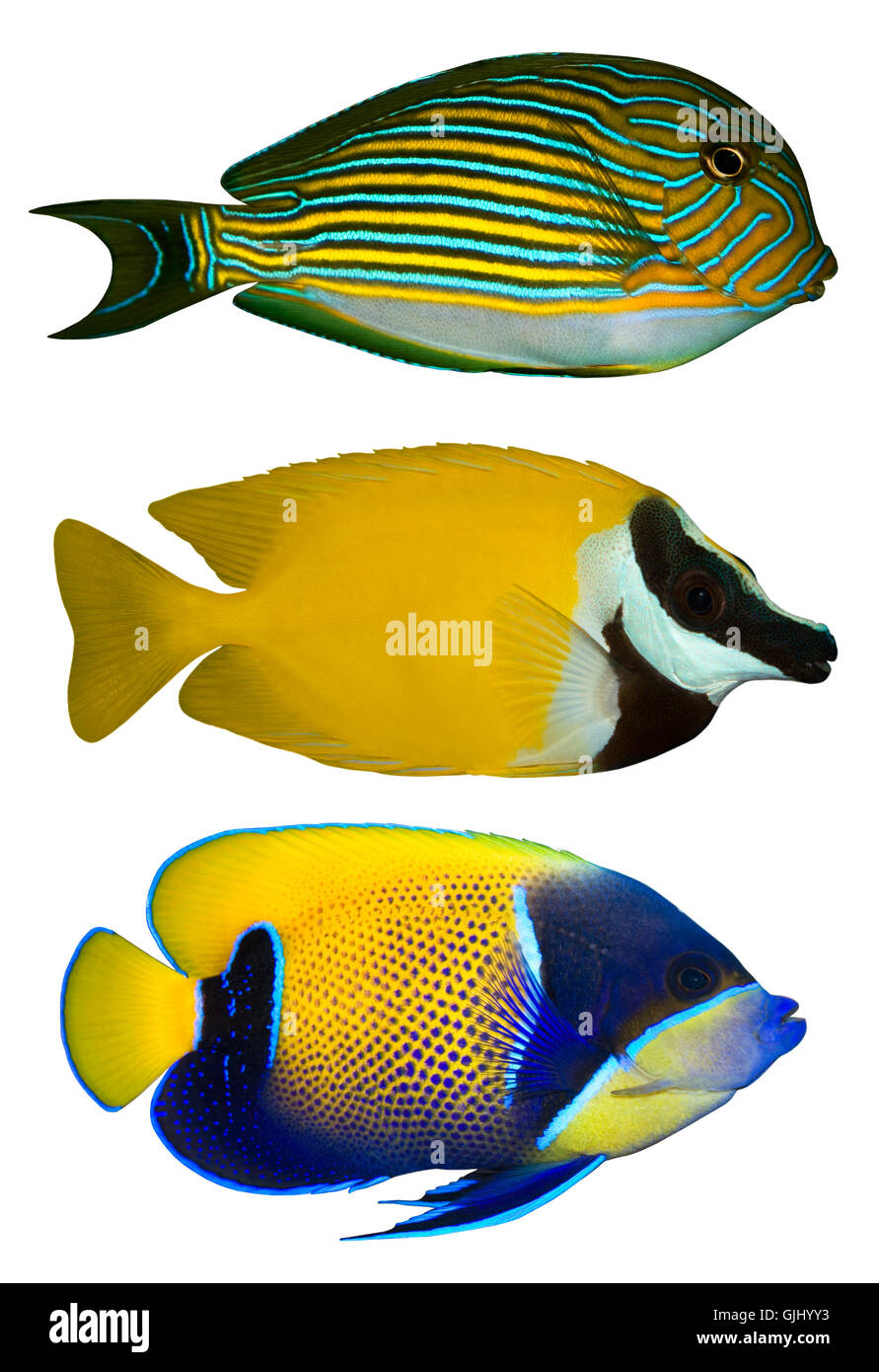 three tropical fish Stock Photo - Alamy