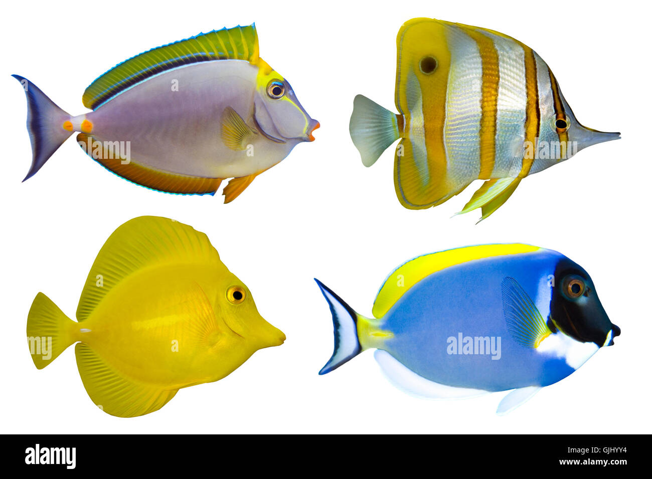 four tropical fish Stock Photo - Alamy
