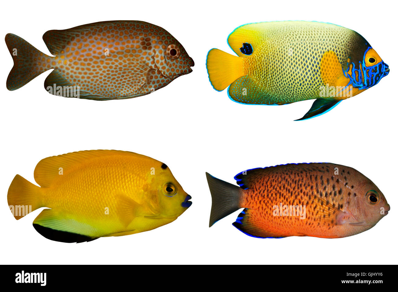 animal pet aquarium Stock Photo - Alamy
