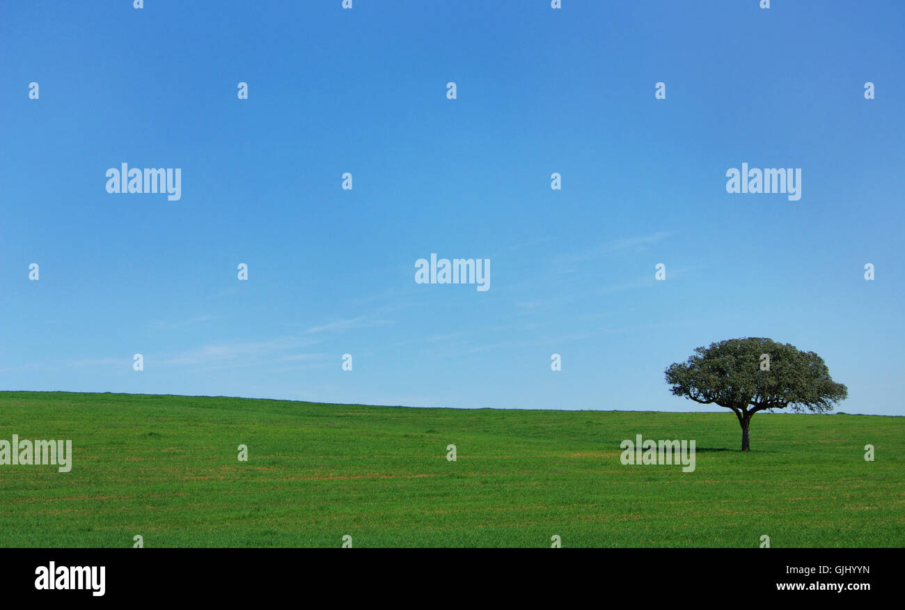 blue tree park Stock Photo - Alamy