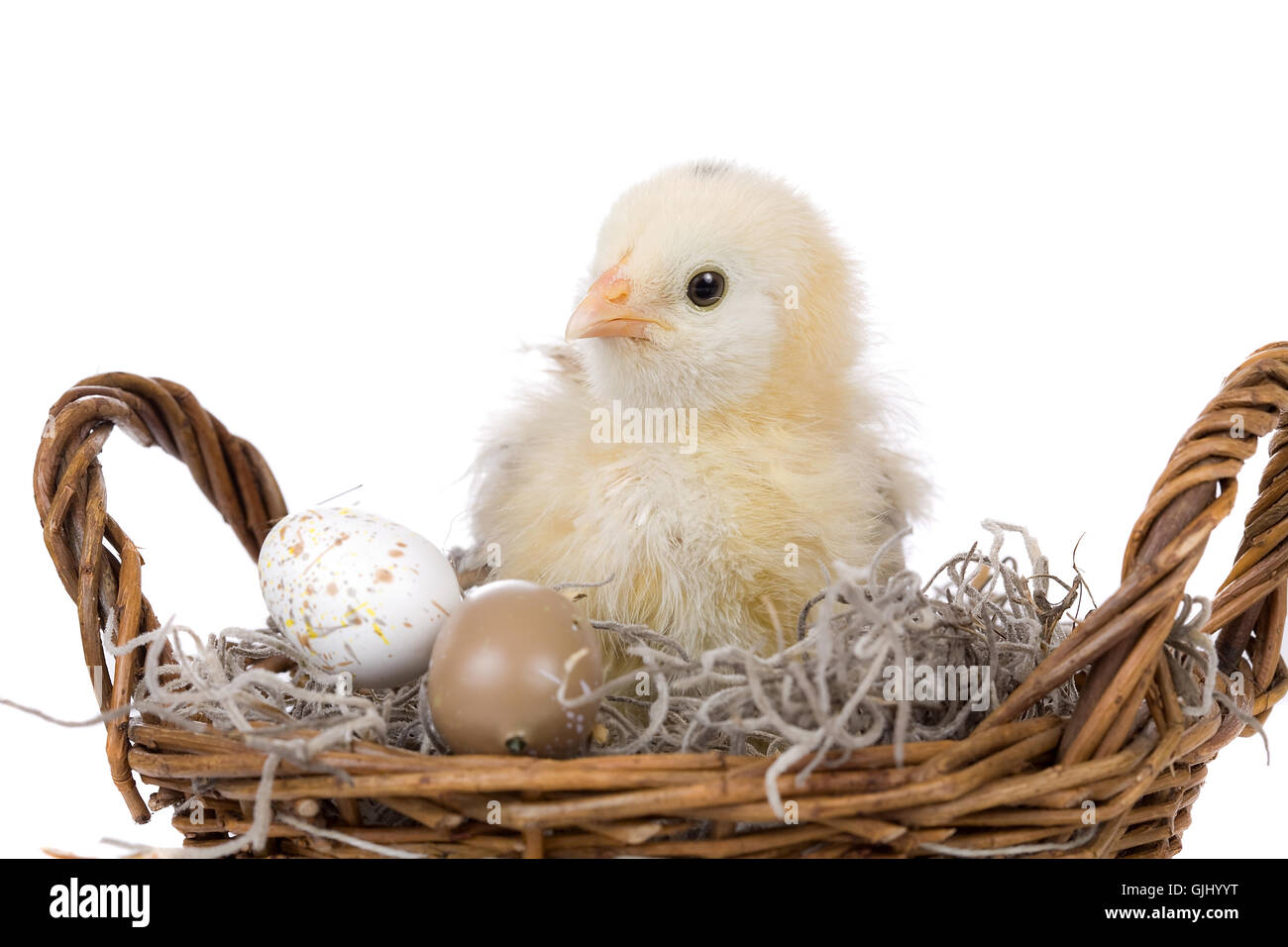Chicken animal jump hi-res stock photography and images - Alamy