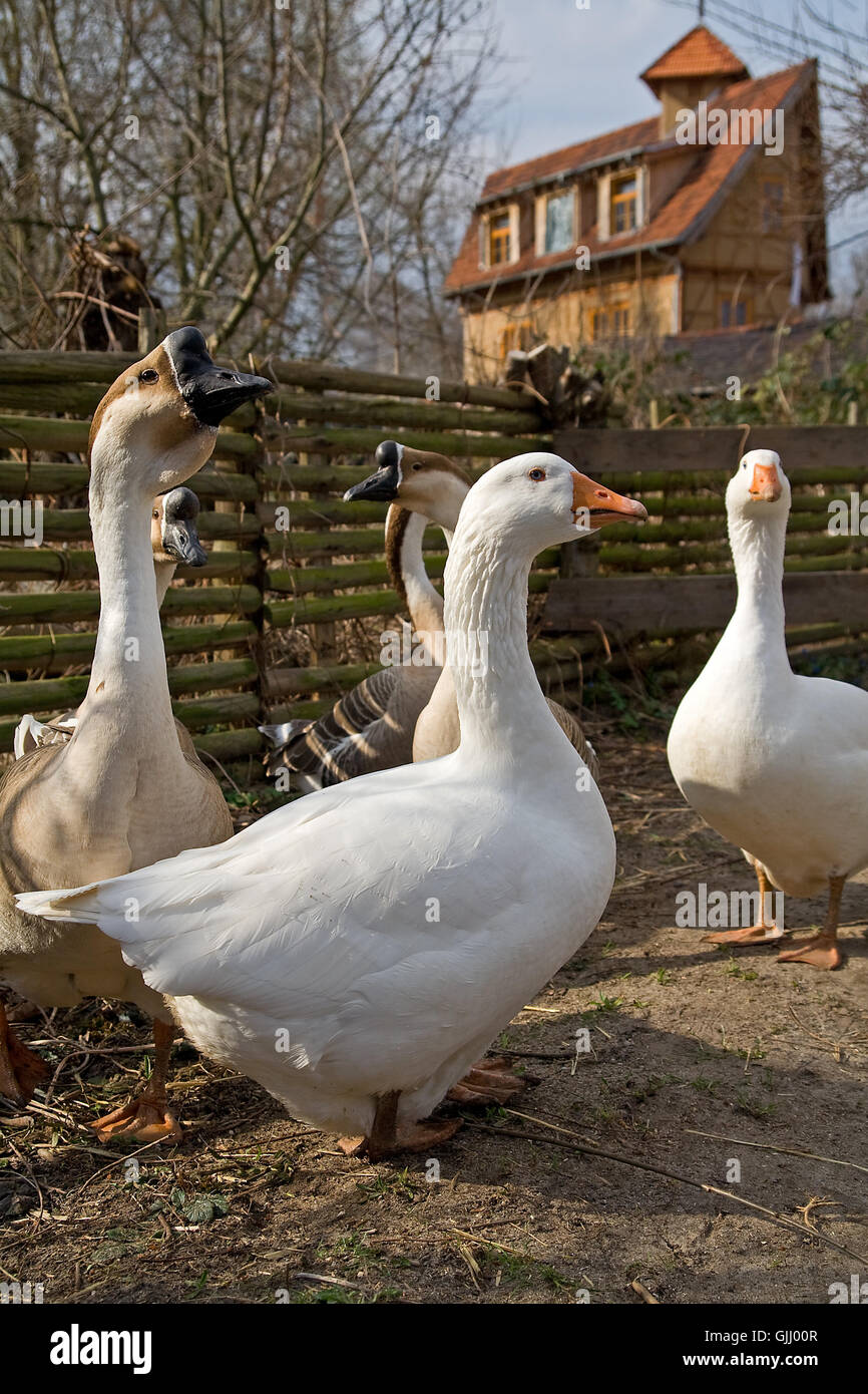 Animals and birds hi-res stock photography and images - Alamy