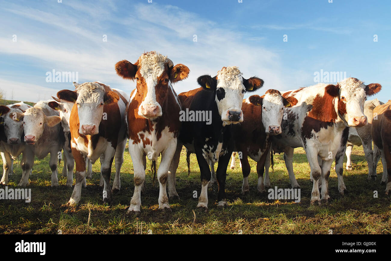 curiosity animals mammals Stock Photo - Alamy