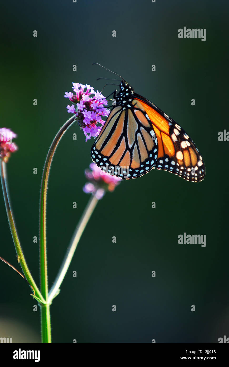 Detail environment enviroment insects hi-res stock photography and ...