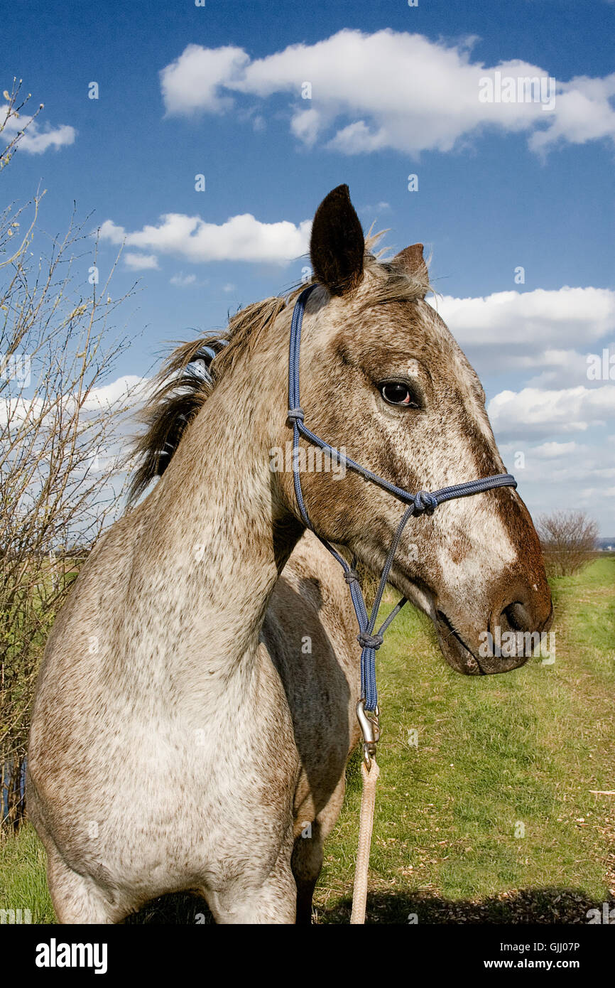 Blue roan horse hi-res stock photography and images - Alamy