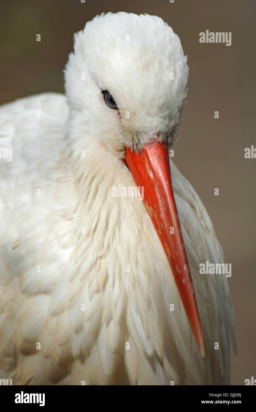 animal bird birds Stock Photo - Alamy