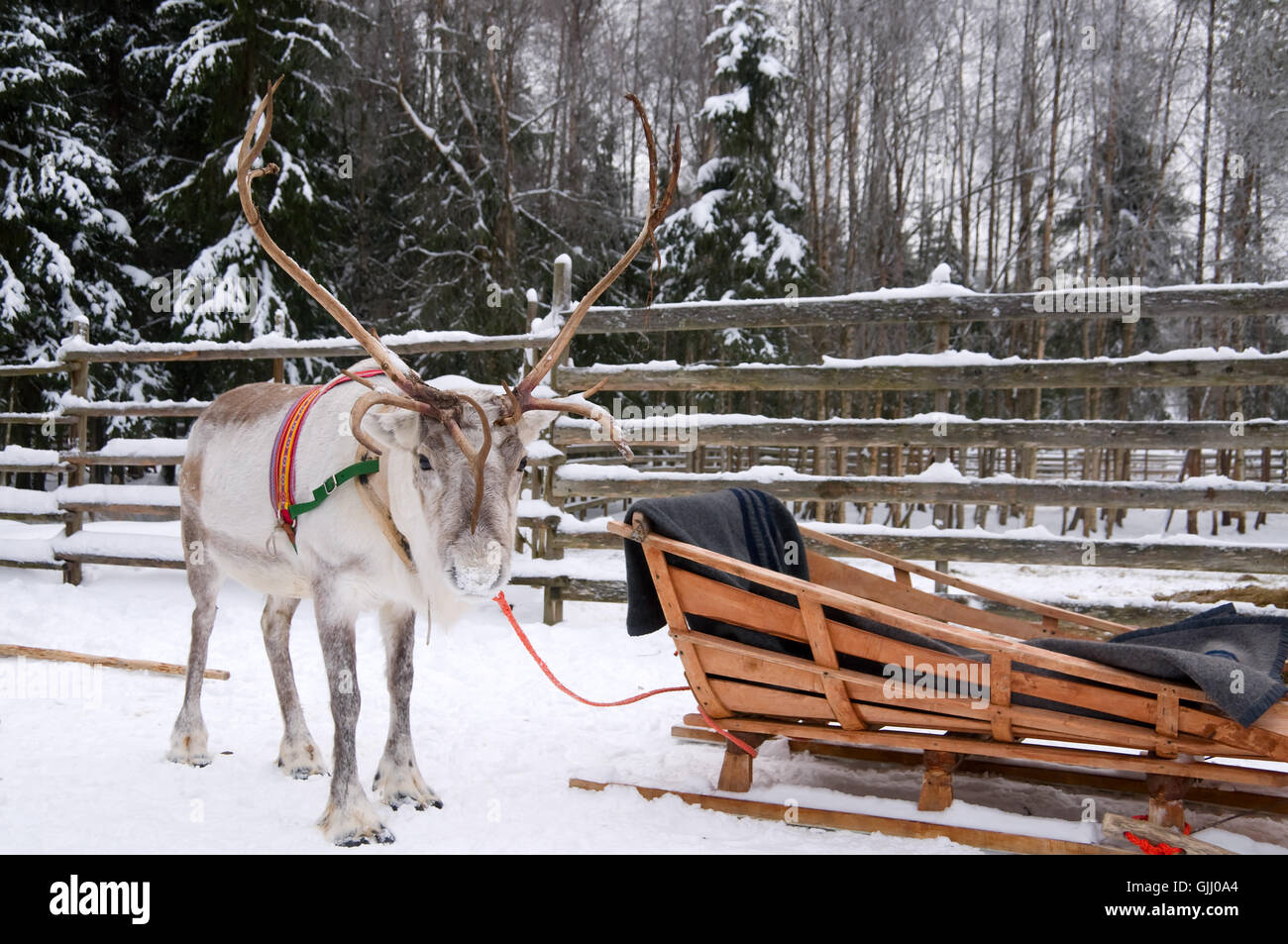 Animal sledge hi-res stock photography and images - Alamy