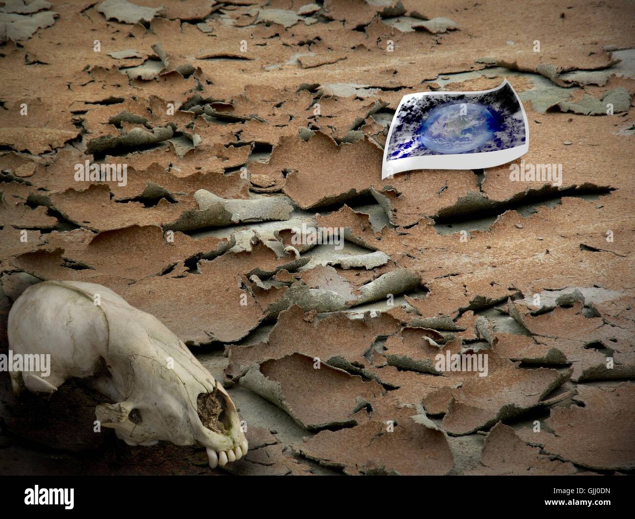 dryness skull bone Stock Photo - Alamy
