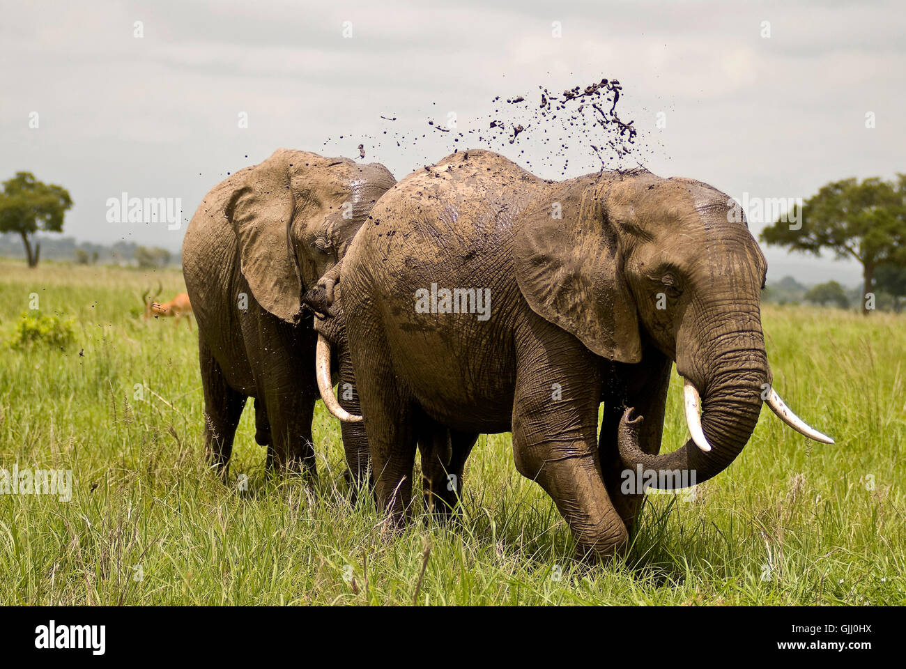 Elephant savannah hi-res stock photography and images - Alamy