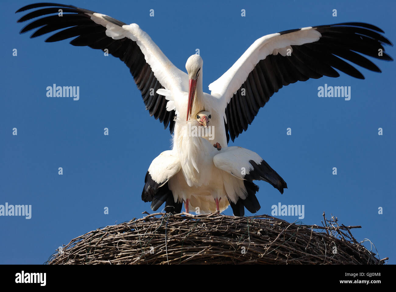 Stork nest mating mate hi-res stock photography and images - Alamy