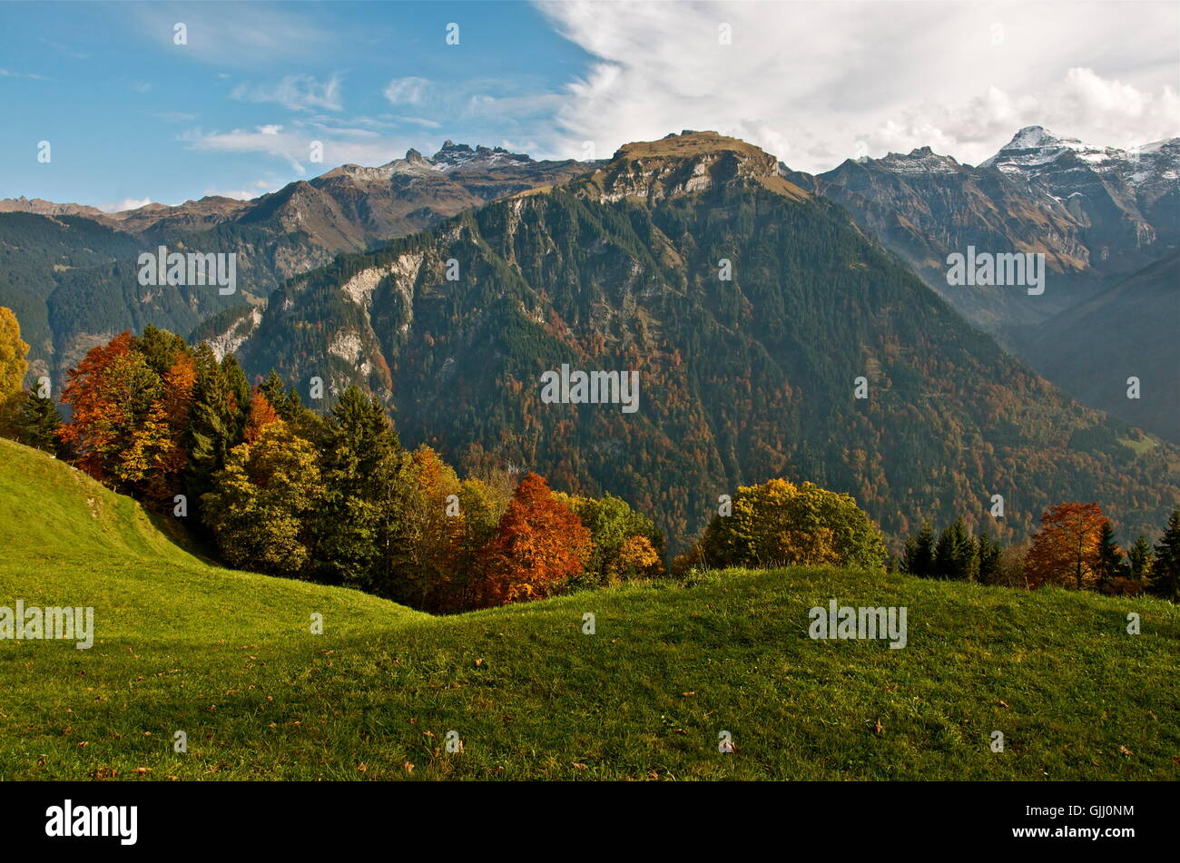 Alpine autumn deciduous forest hi-res stock photography and images - Alamy