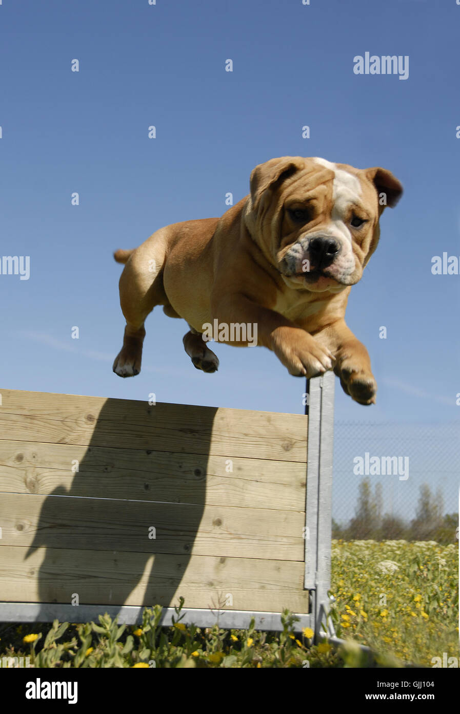 dog spring bouncing Stock Photo - Alamy