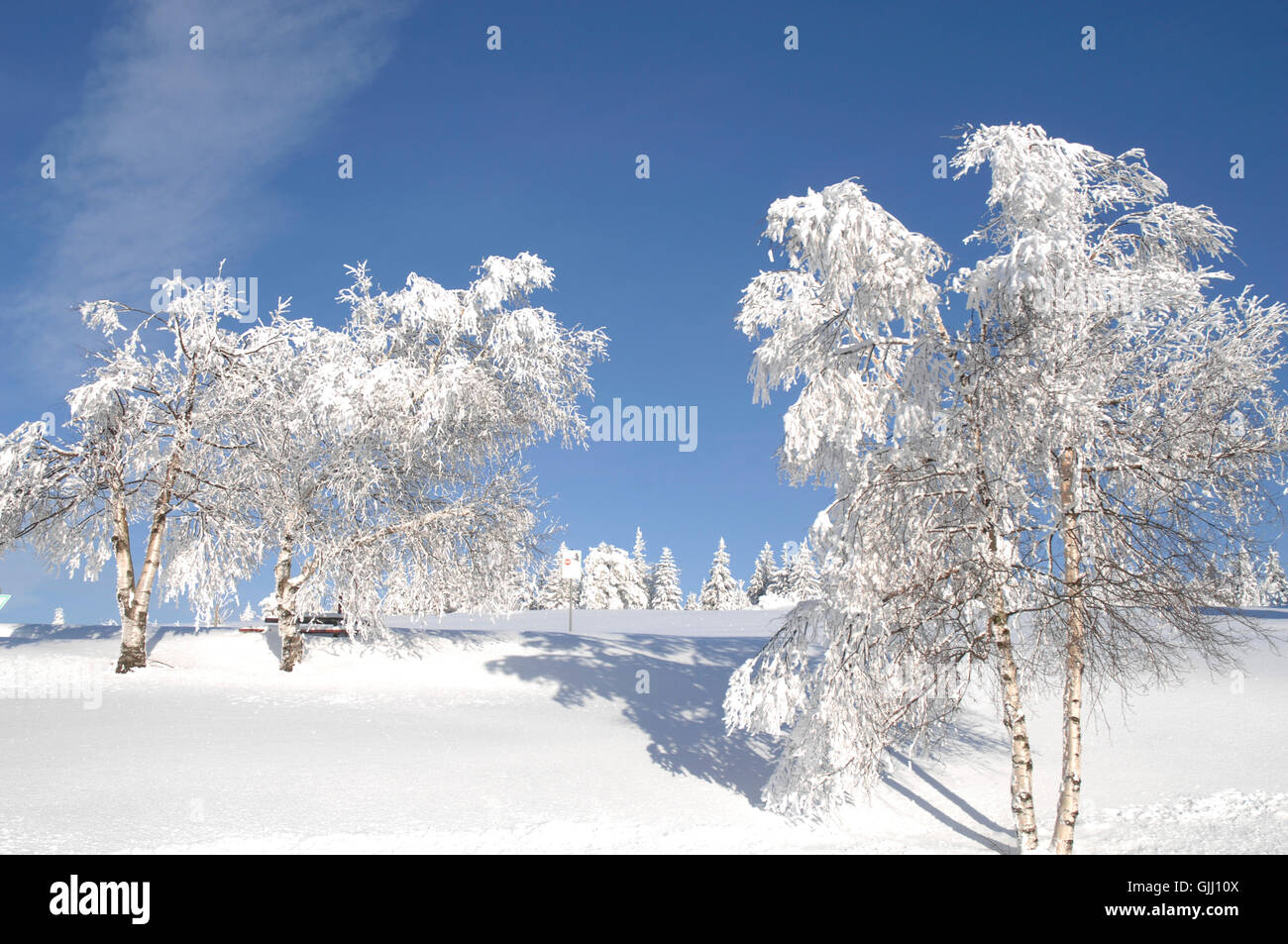 birches in snow Stock Photo - Alamy