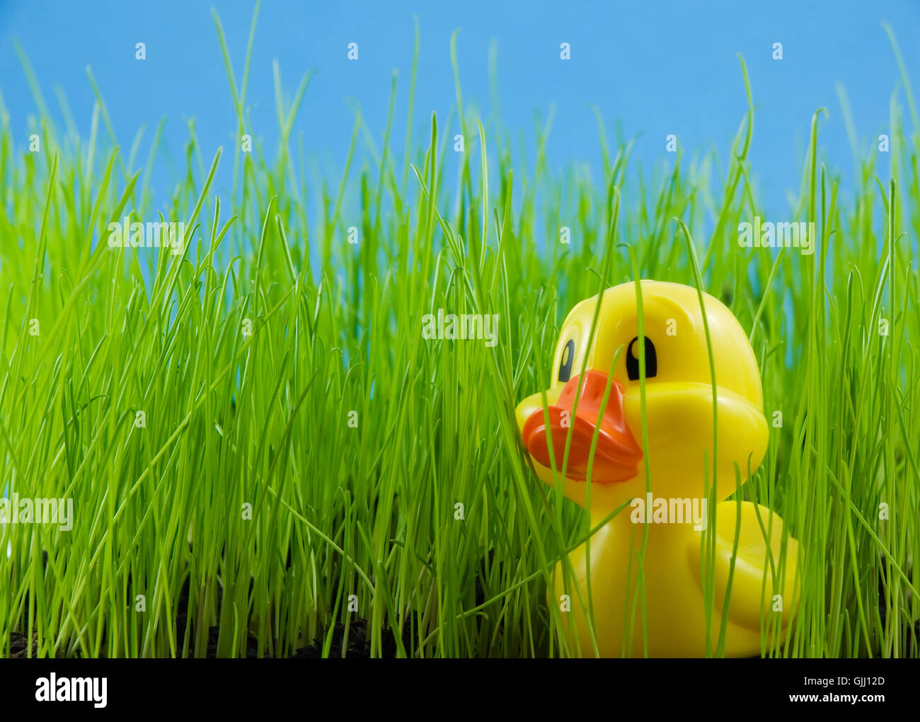 animal duck wildlife Stock Photo - Alamy