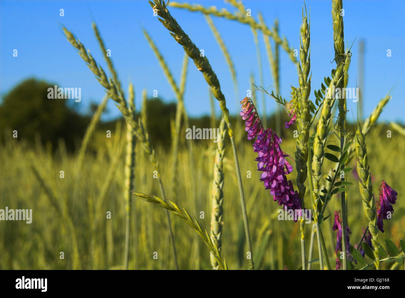 bird vetch in wheat field Stock Photo - Alamy