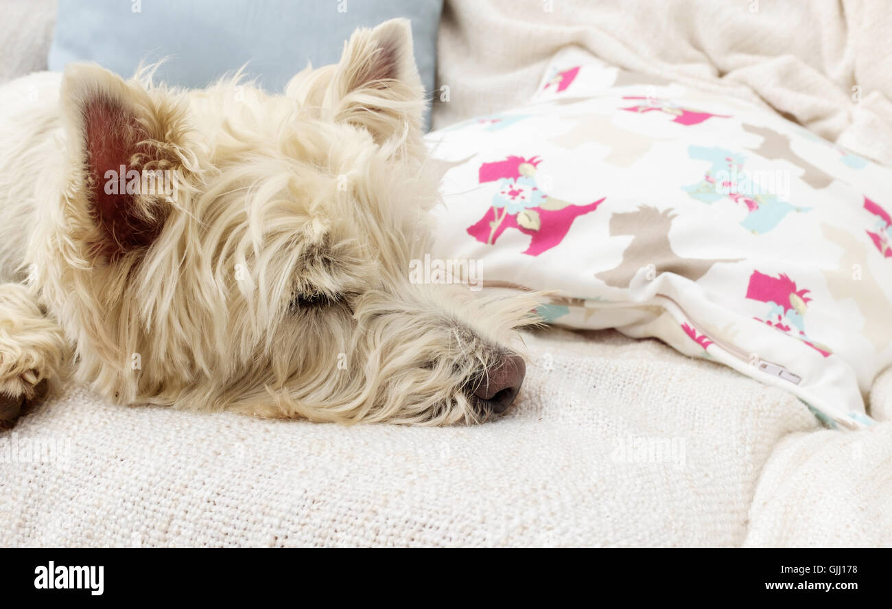 Sleeping westie hi-res stock photography and images - Alamy