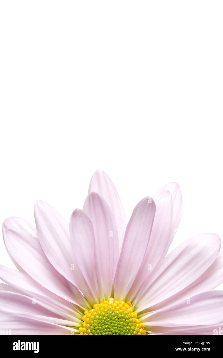 isolated flower plant Stock Photo - Alamy