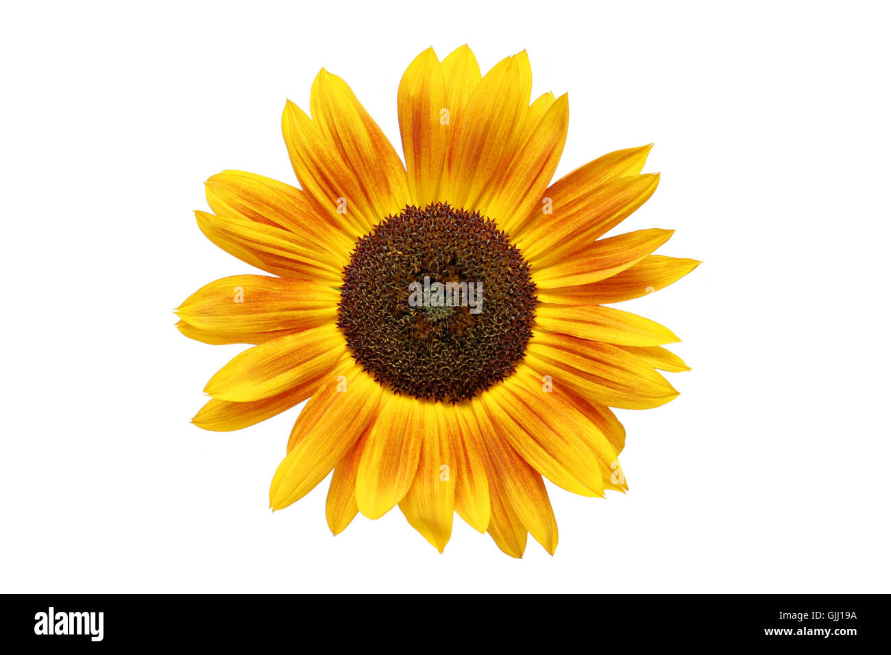 isolated flower plant Stock Photo - Alamy