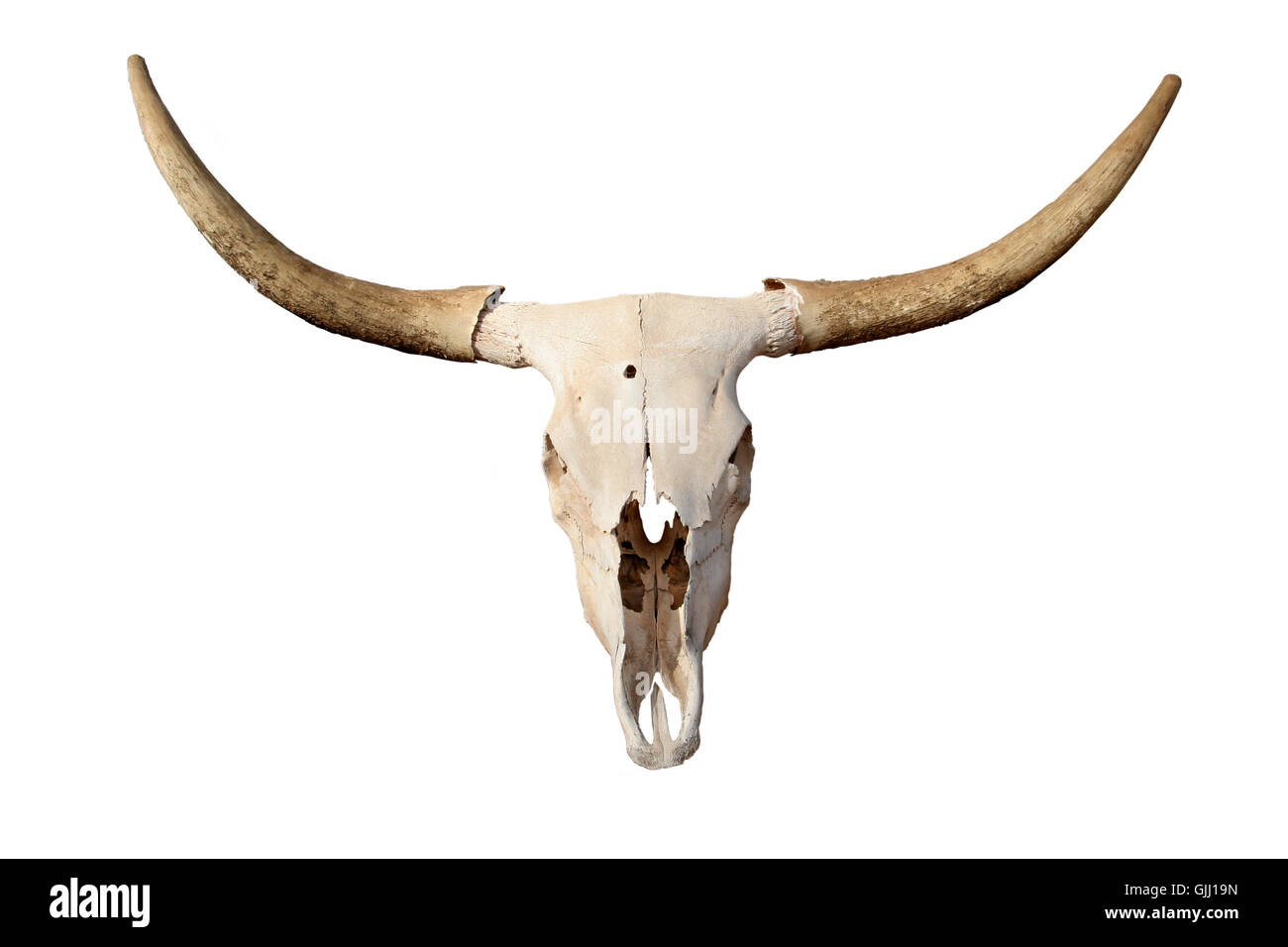 Death bull Cut Out Stock Images & Pictures - Alamy