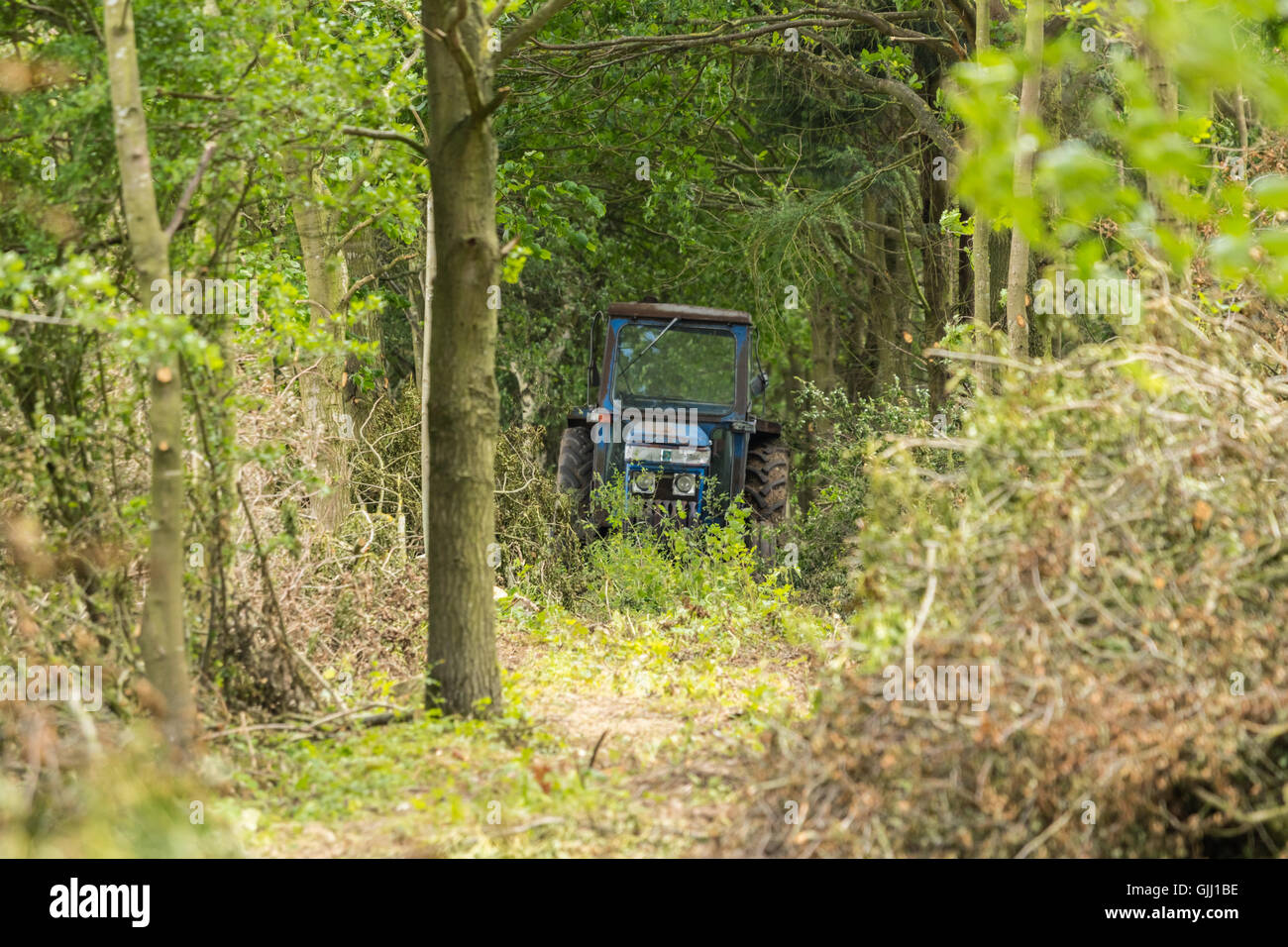 Forestry tractor in the wood Stock Photo - Alamy