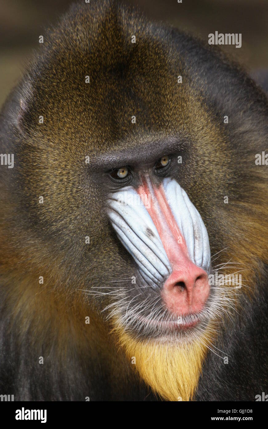 Baboon angry hi-res stock photography and images - Alamy