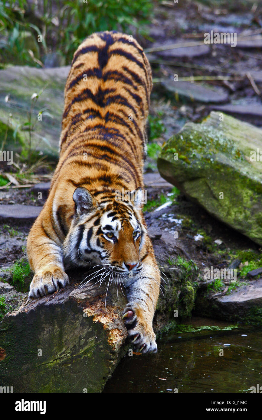 Tiger stretching hi-res stock photography and images - Alamy