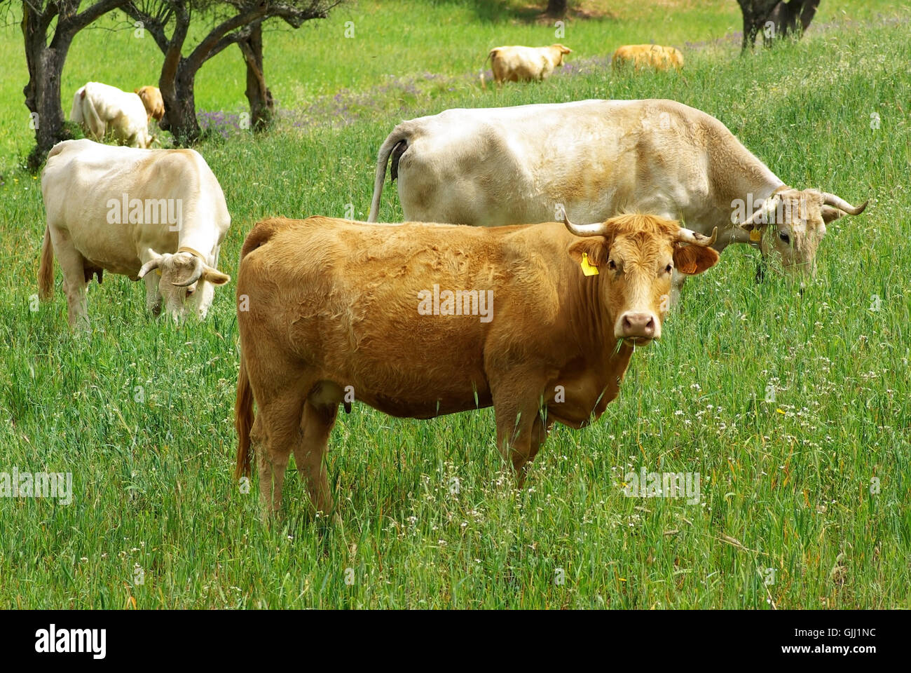 animal golden cow Stock Photo - Alamy