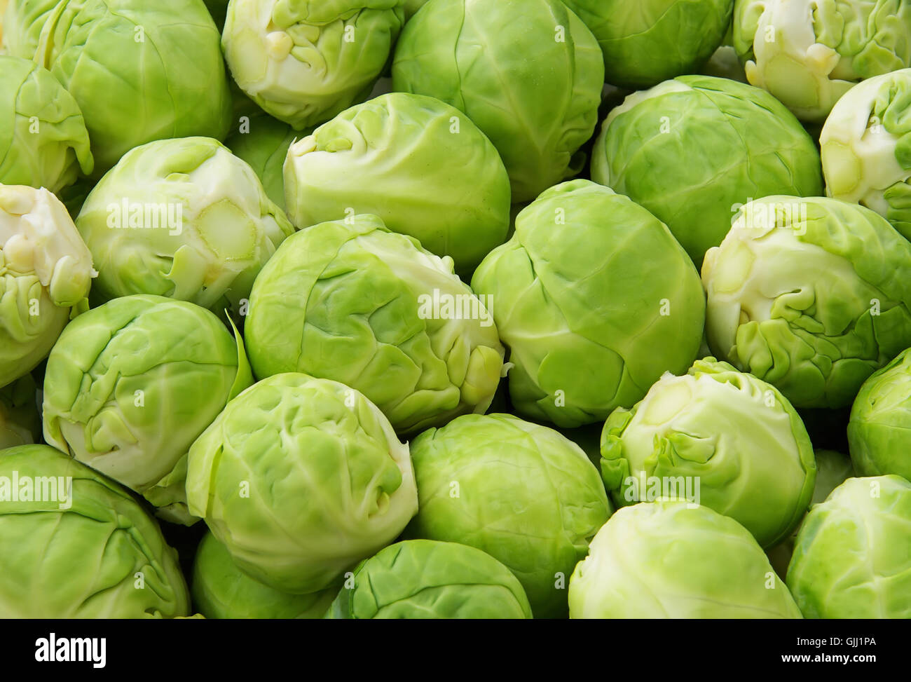 vegetable cabbage enclosure Stock Photo - Alamy