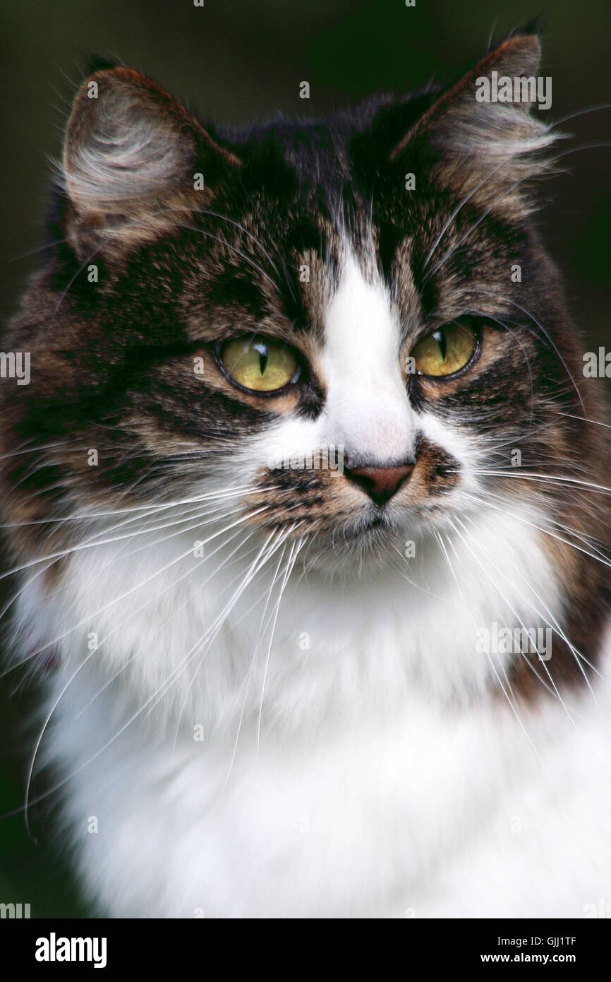cats pussycat cat Stock Photo - Alamy