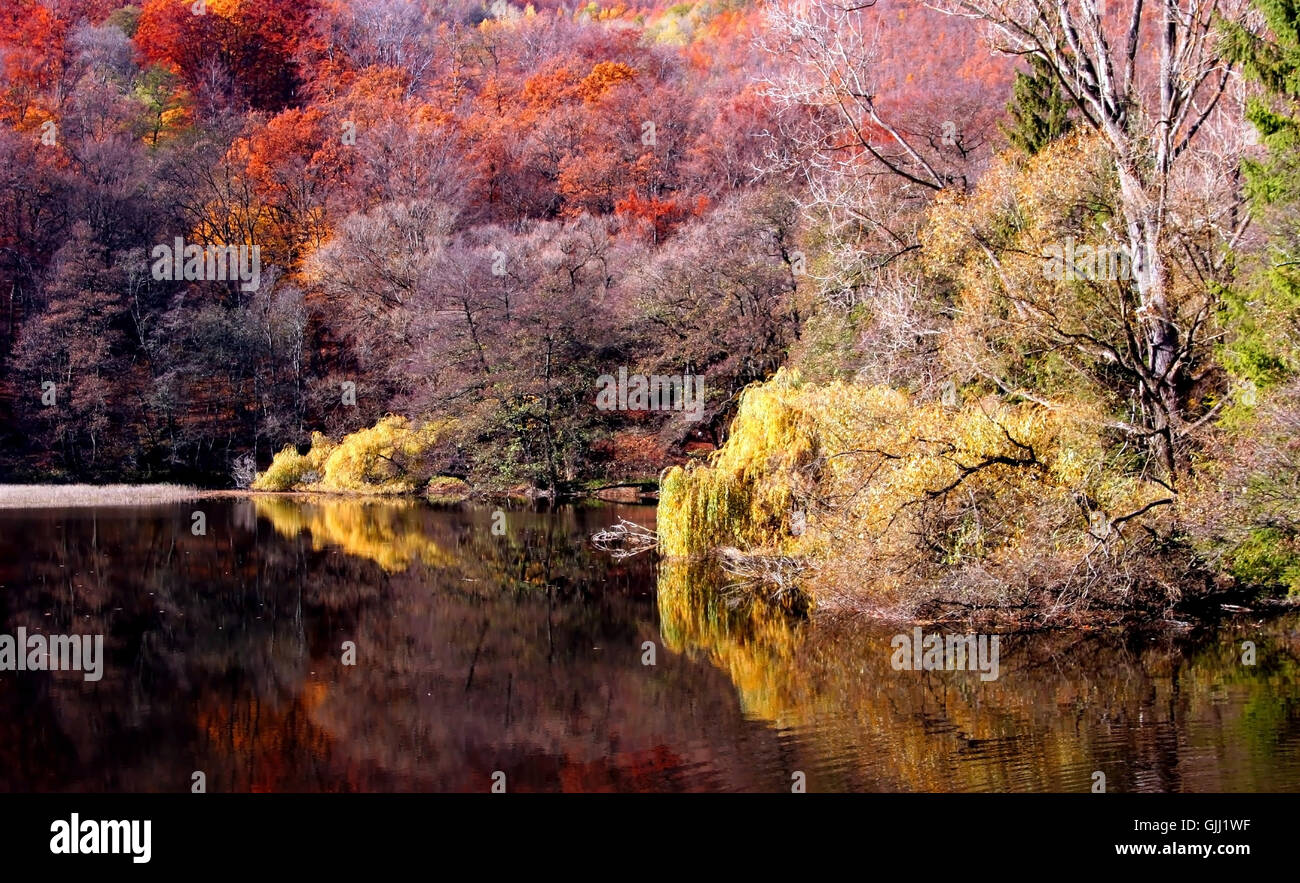 tree fresh water lake Stock Photo - Alamy