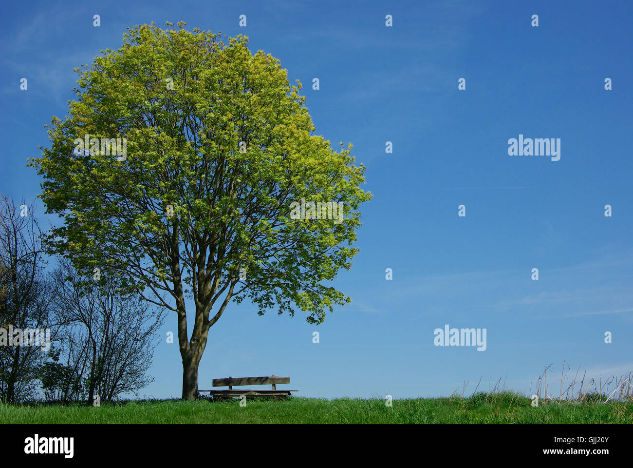 tree spring May Stock Photo - Alamy