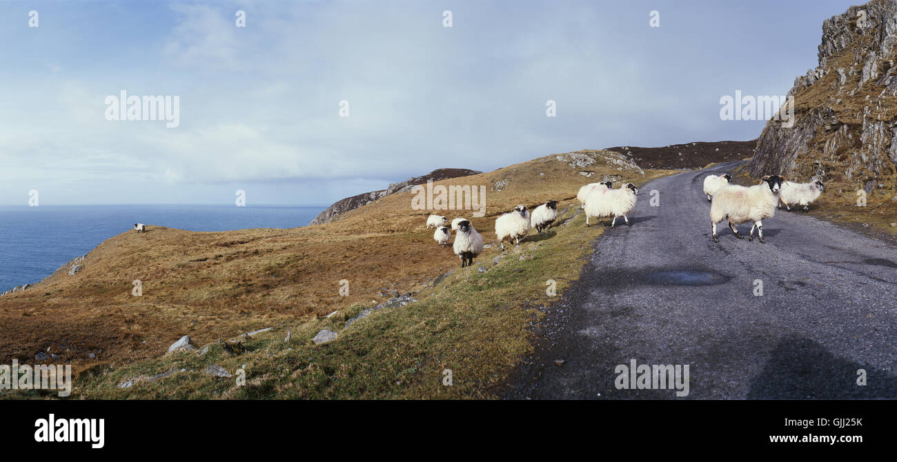 Sheep europe hi-res stock photography and images - Alamy