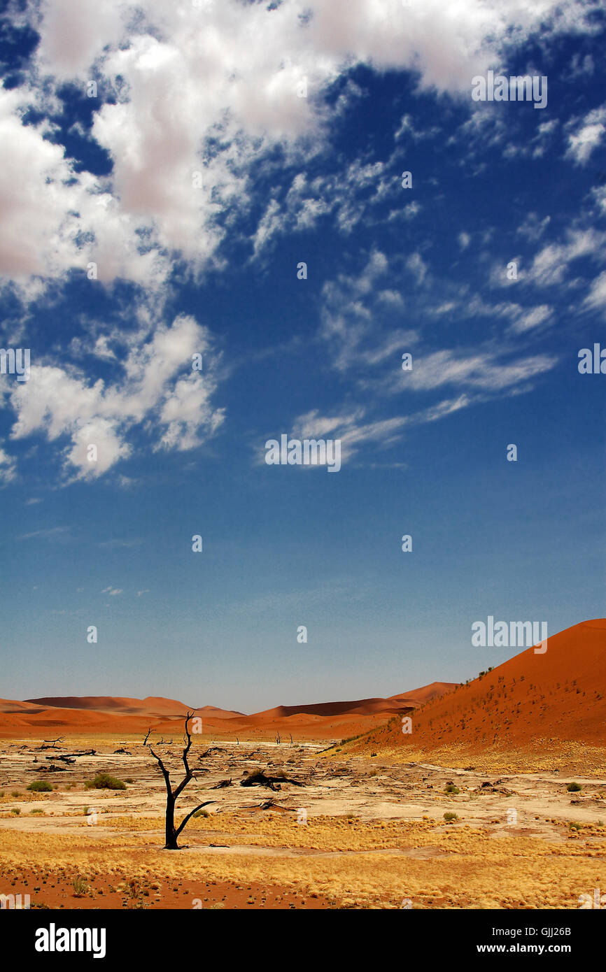 tree desert wasteland Stock Photo - Alamy