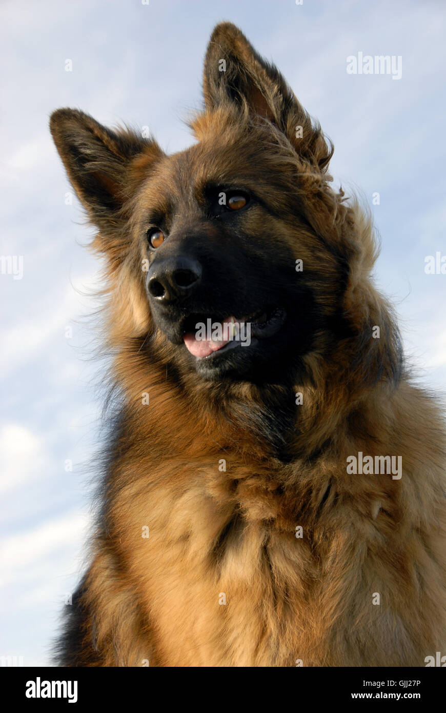 German shepherd eye hi-res stock photography and images - Alamy