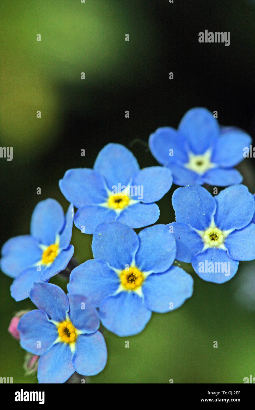 Lau flower hi-res stock photography and images - Alamy