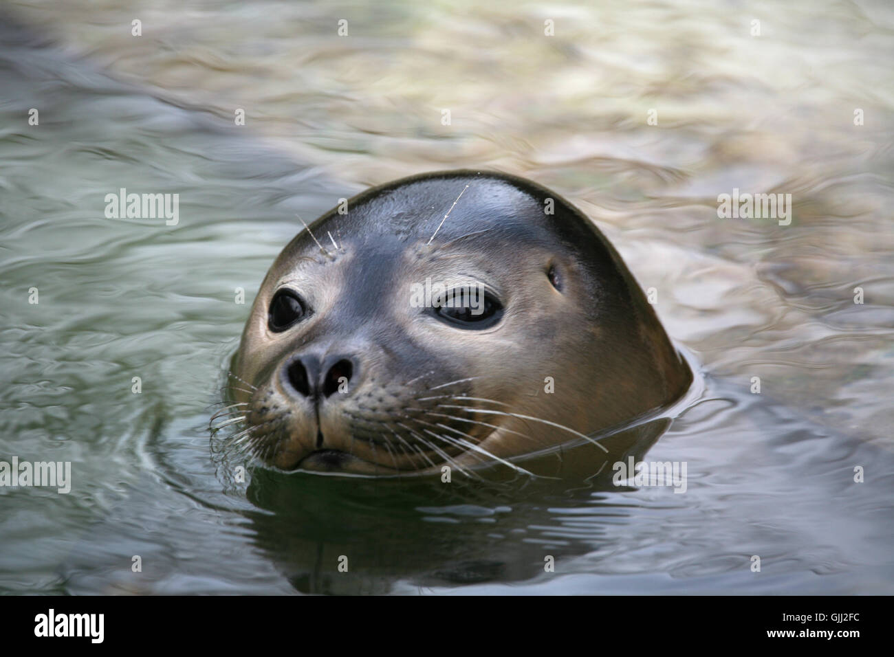 animal mammal seal Stock Photo - Alamy