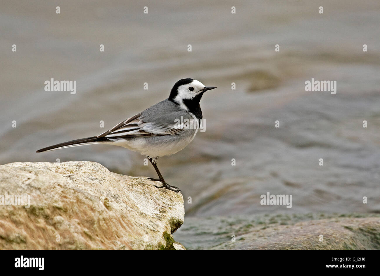 bird birds rock Stock Photo - Alamy