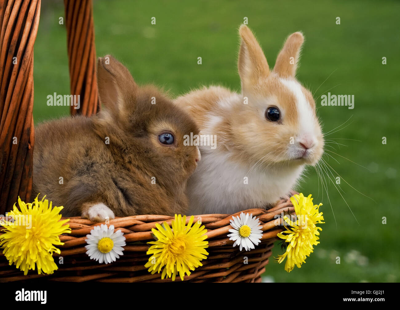 Wicker hares hi-res stock photography and images - Alamy