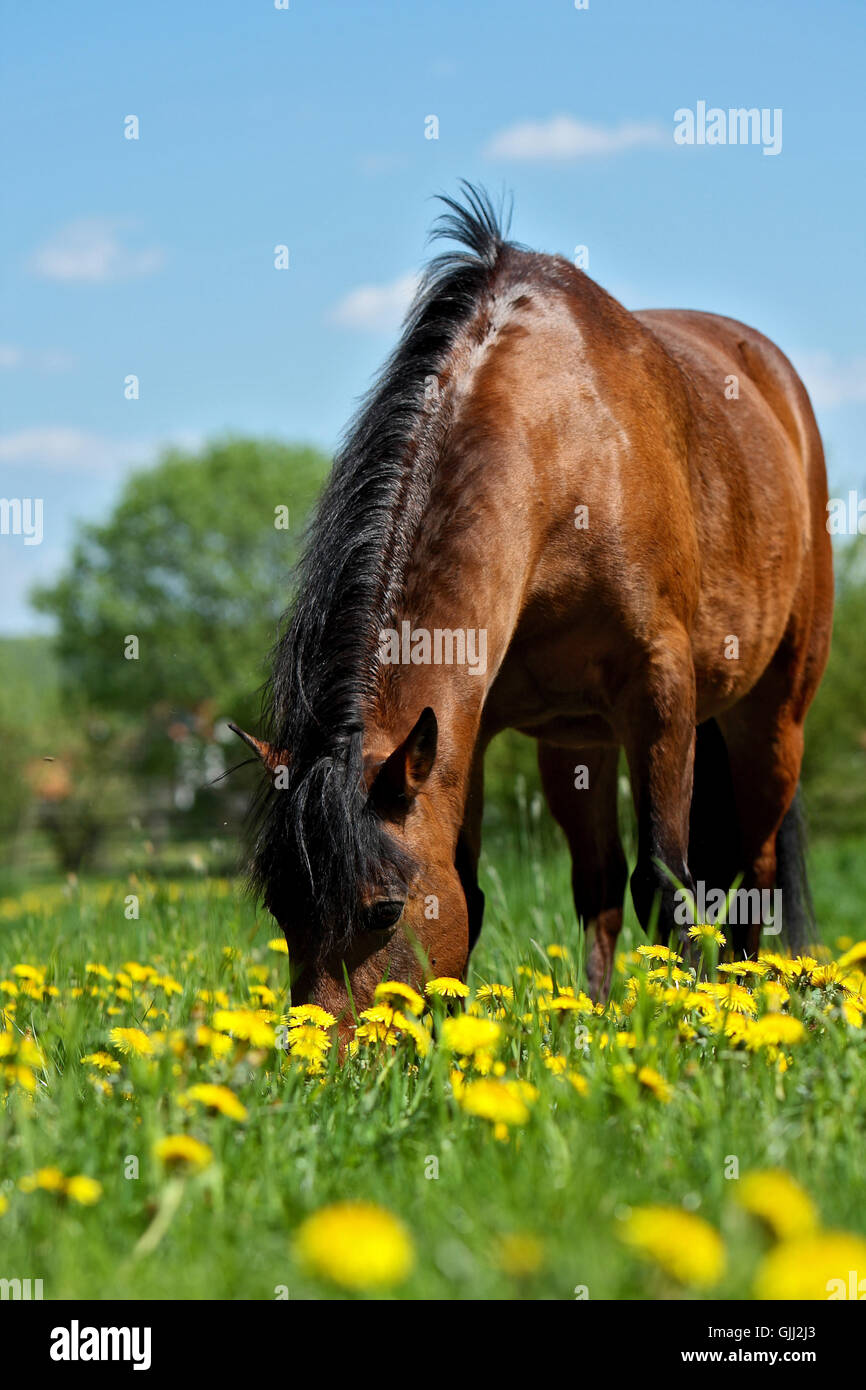 horse spring stallion Stock Photo - Alamy