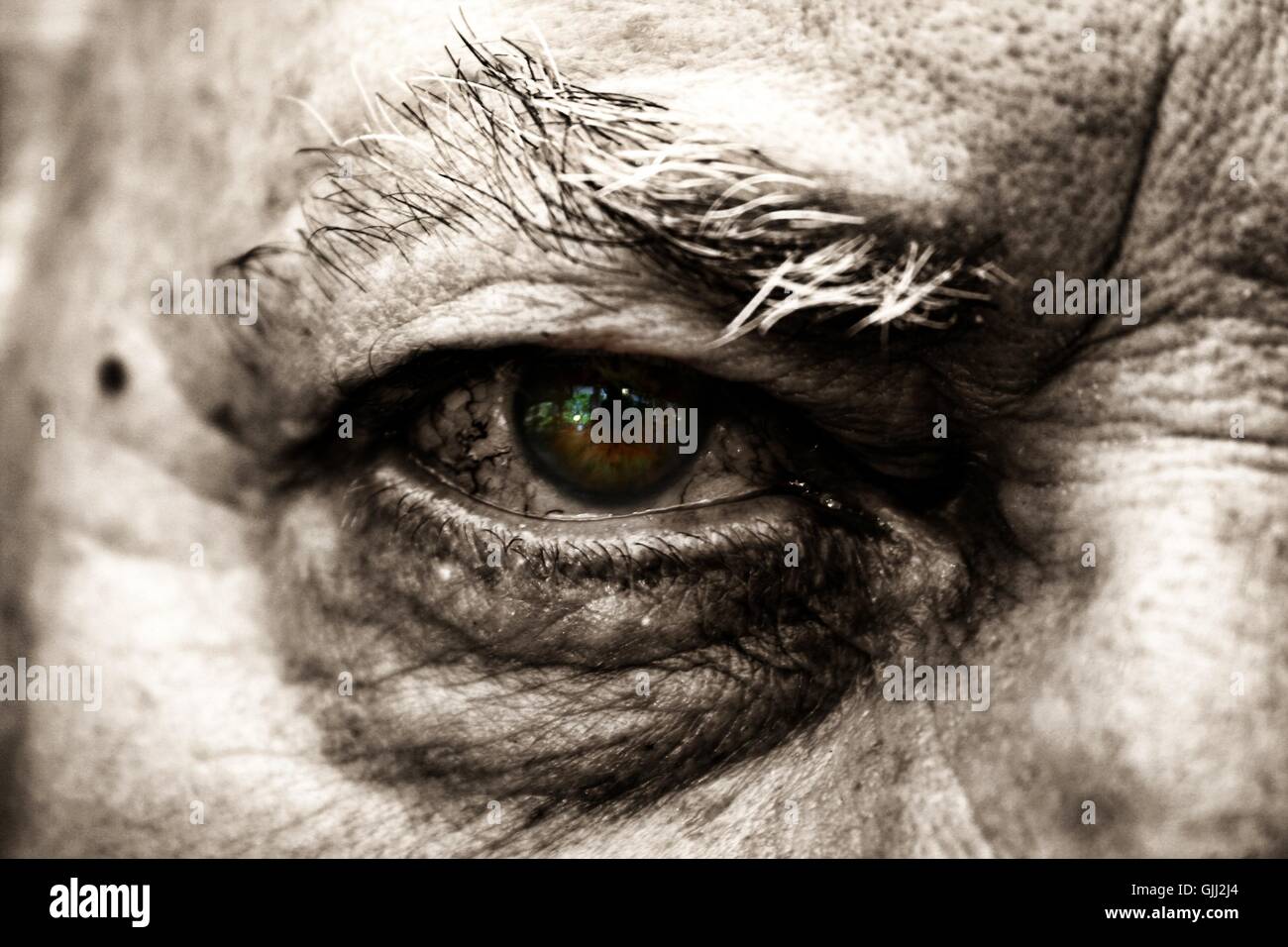 detail eye organ Stock Photo - Alamy