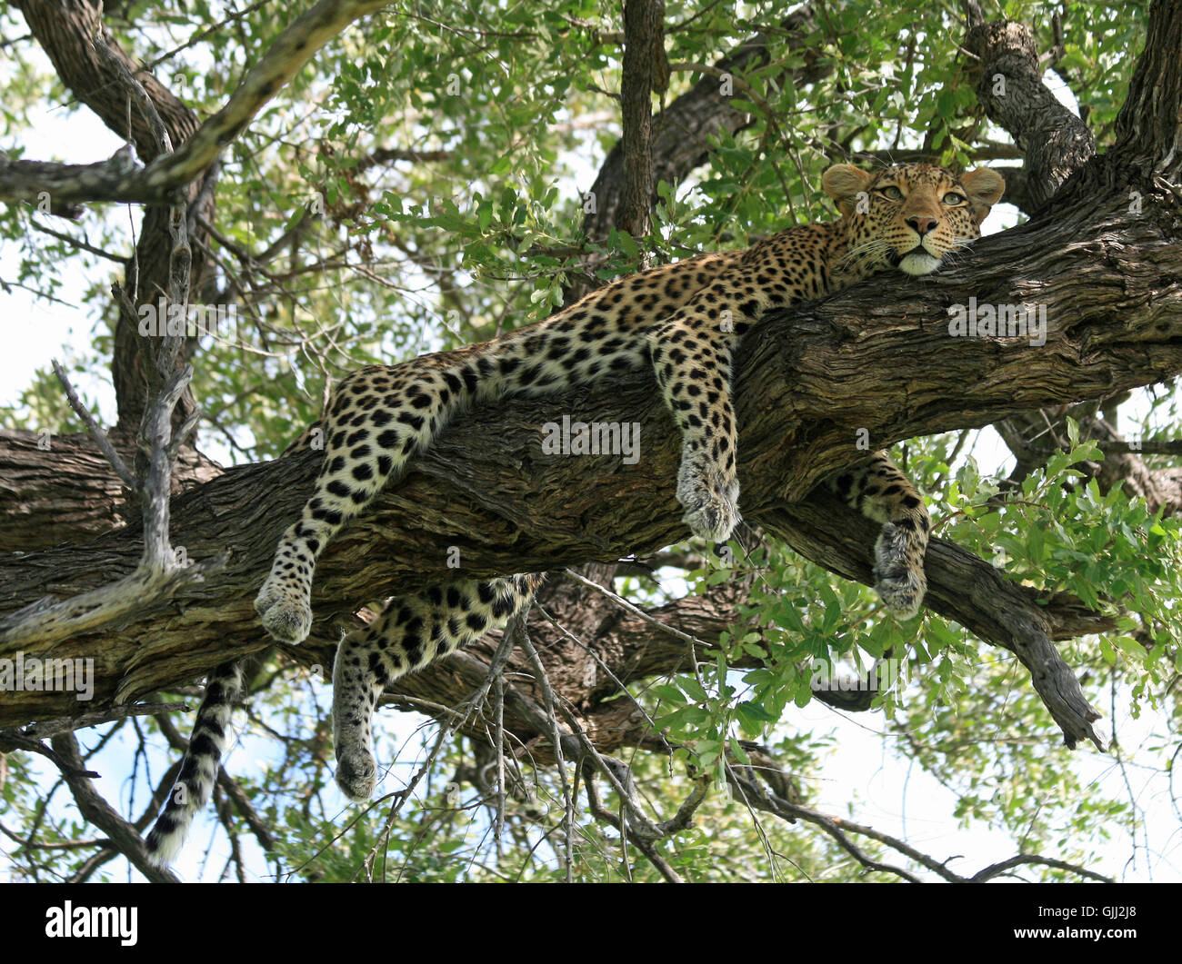 Lepard hi-res stock photography and images - Alamy