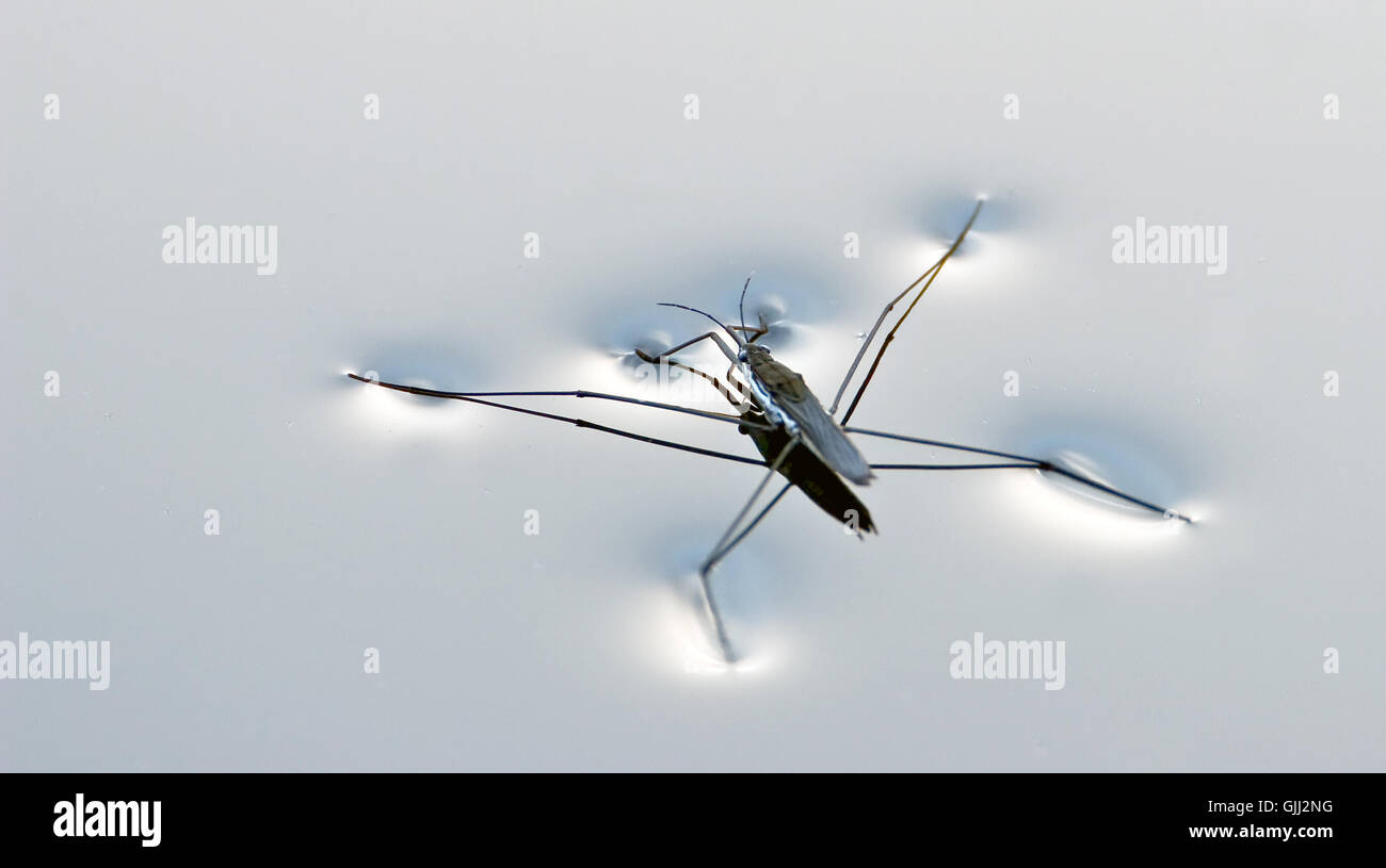 insect bug articulate animal Stock Photo - Alamy