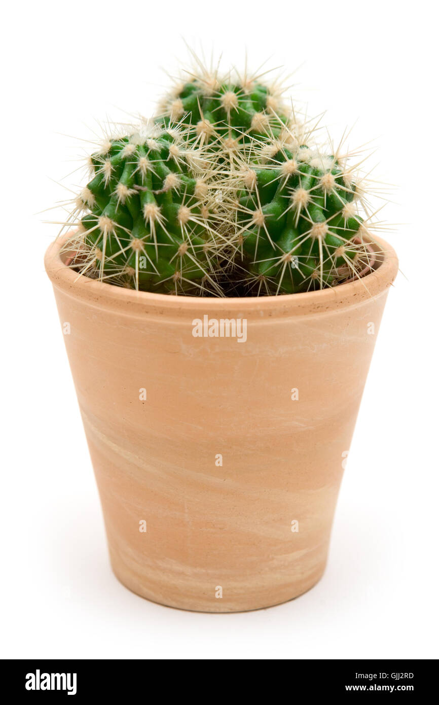 Cactus pot plant Cut Out Stock Images & Pictures - Alamy