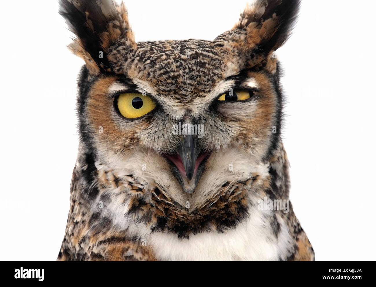 hunter look glancing Stock Photo - Alamy