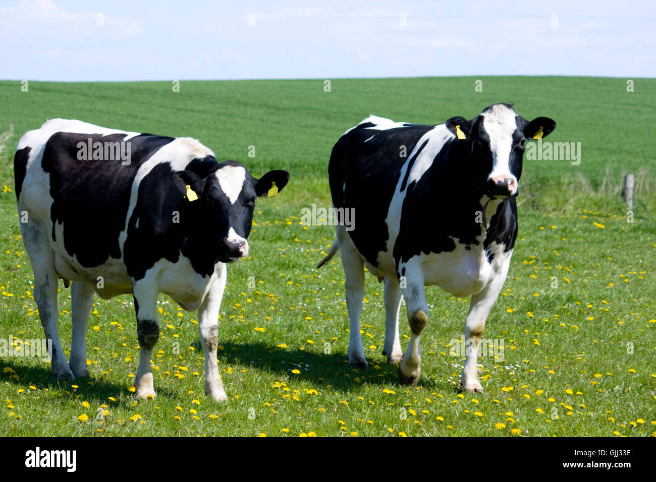animal agriculture farming Stock Photo - Alamy