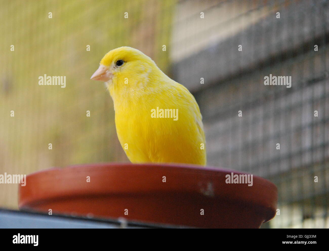 Little canary hi-res stock photography and images - Alamy