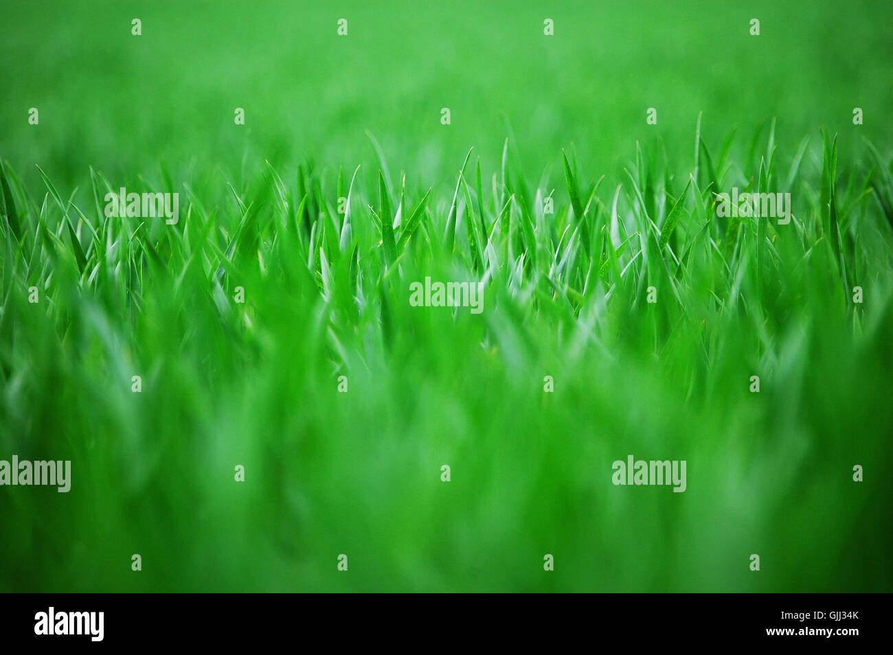 leaves of grass Stock Photo - Alamy