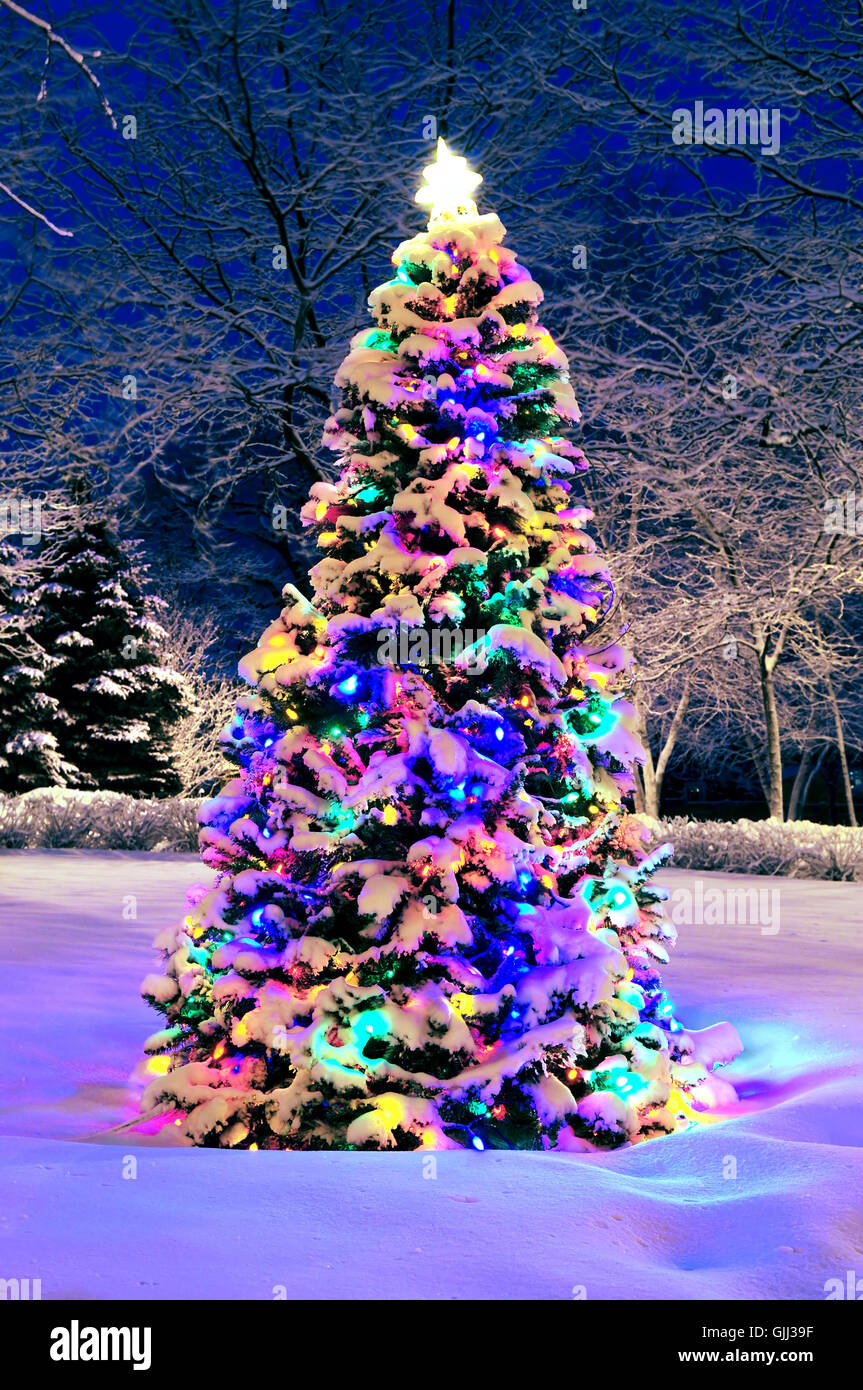 tree night nighttime Stock Photo - Alamy